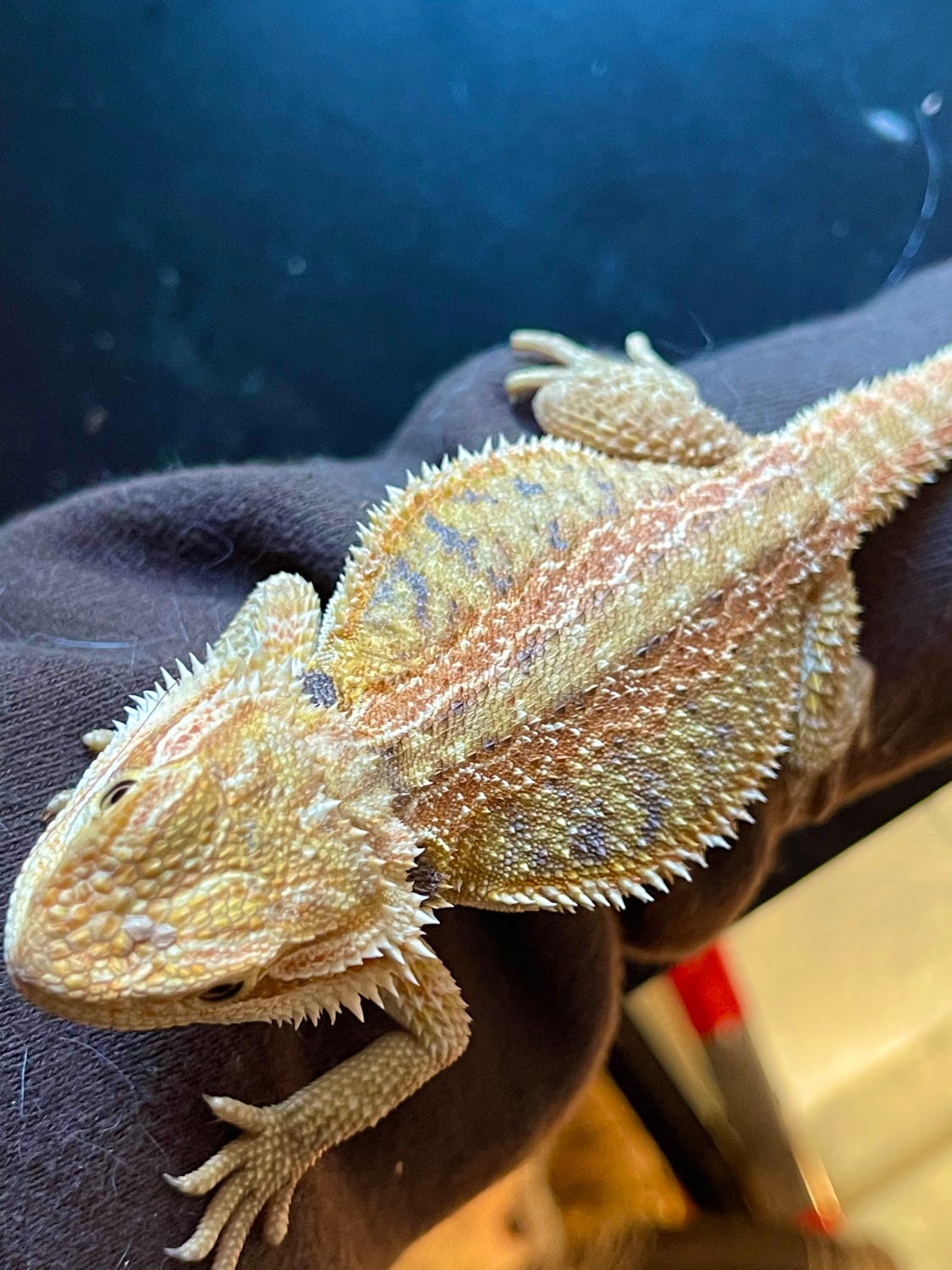Tiger Citrus Central Bearded Dragon by Shoryuken - MorphMarket