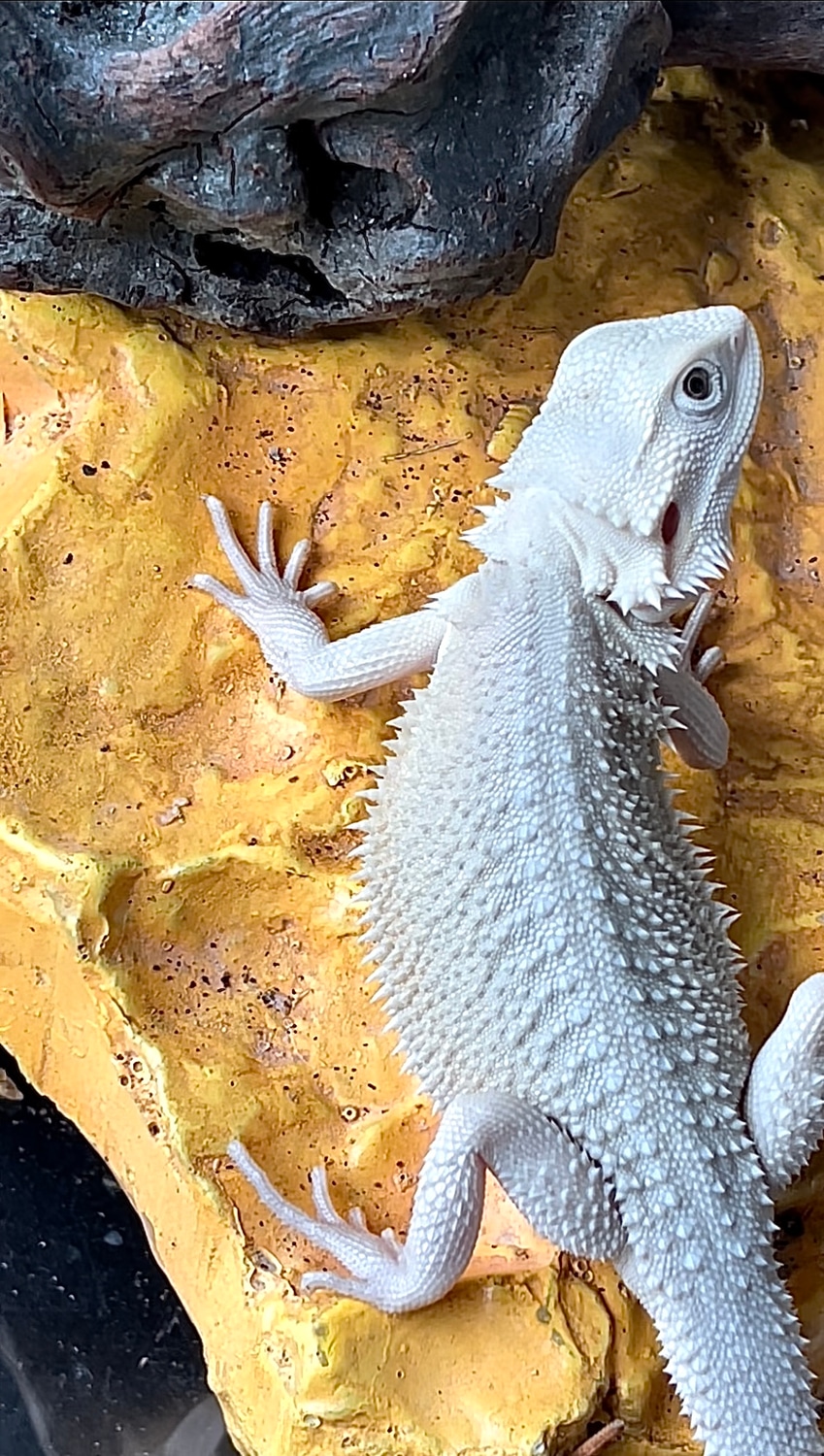 White Hypo Witblit Central Bearded Dragon by Shoryuken - MorphMarket