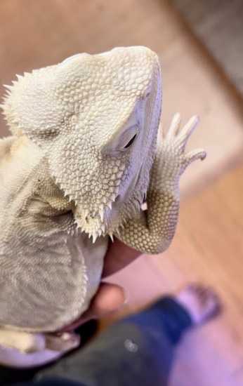 Zero Het Hypo Male Central Bearded Dragon by Shoryuken