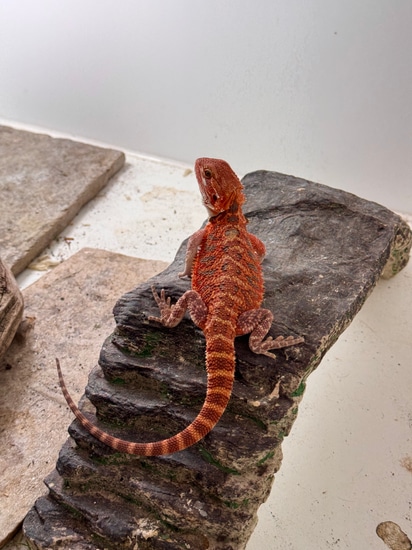Red Tiger Dragon Central Bearded Dragon by Shoryuken