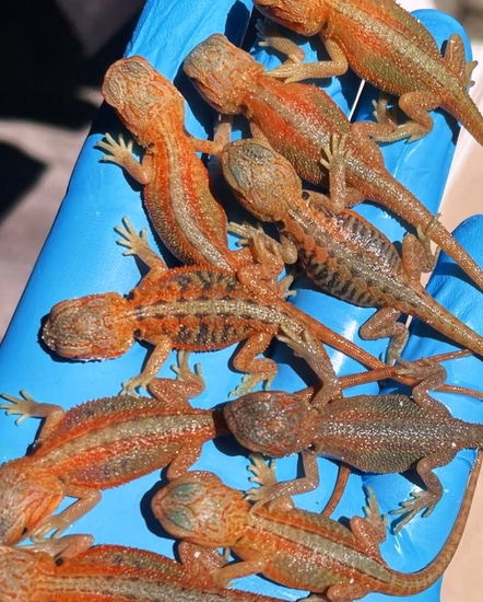 15 Hypo Translucent Babies Central Bearded Dragon by Shoryuken