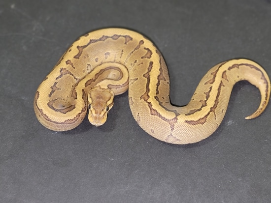 Fire Pinstripe Ball Python by J&T Ball Pythons