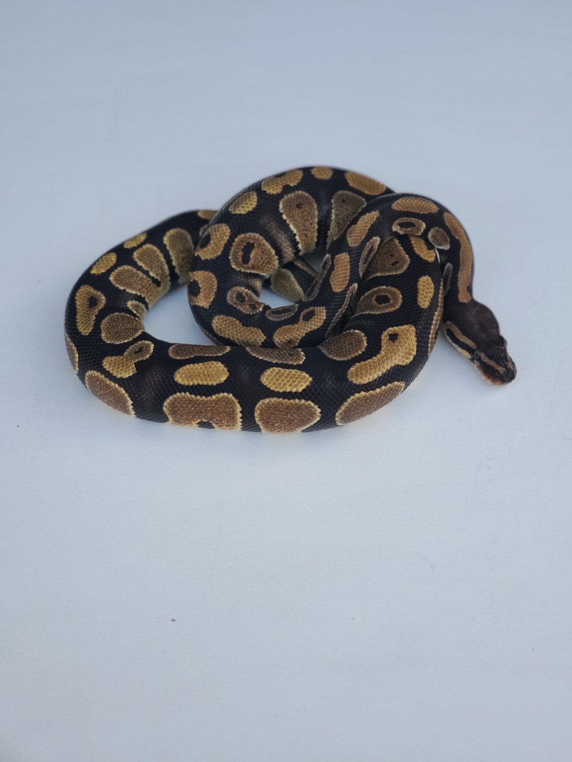 Mystic Ball Python by J&T Ball Pythons - MorphMarket