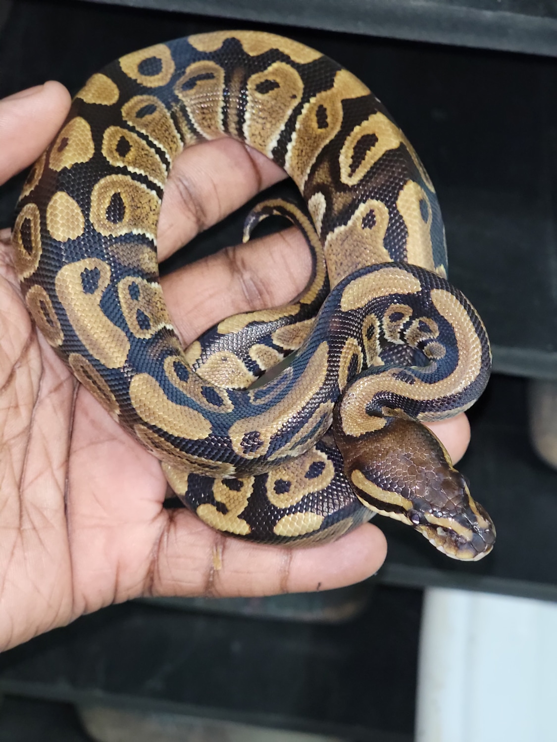 Red Gene Ball Python by J&T Ball Pythons - MorphMarket