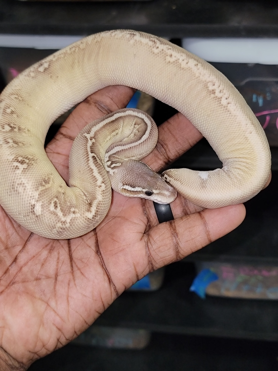 Black Pewter Lesser Calico Yellowbelly 100% Het Clown Ball Python by J ...