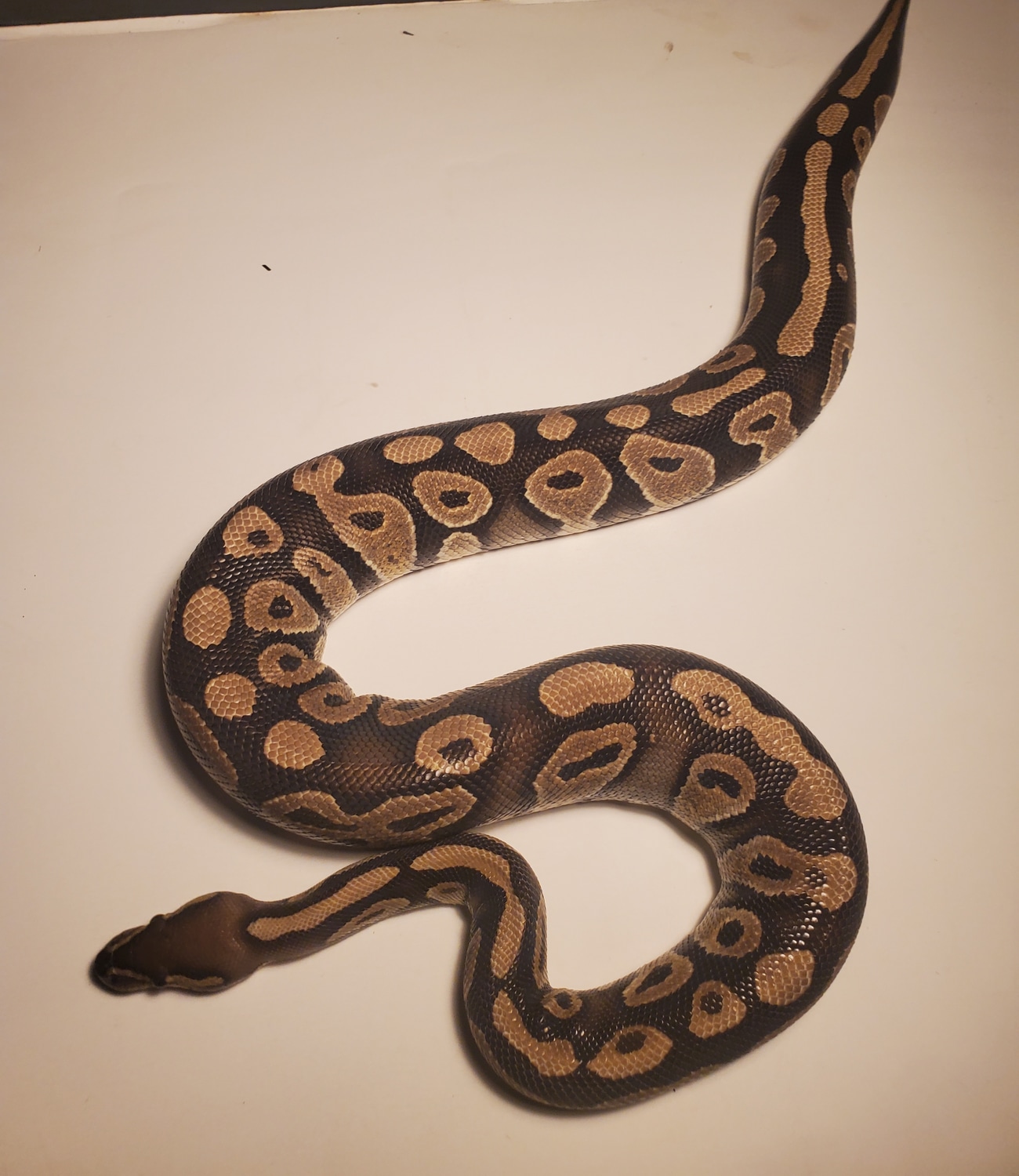 Mystic Ball Python by J&T Ball Pythons - MorphMarket