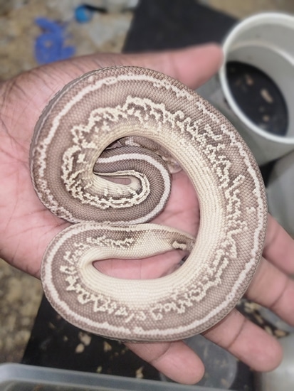 Black Pewter Calico Lesser Leopard YB Ball Python by J&T Ball Pythons