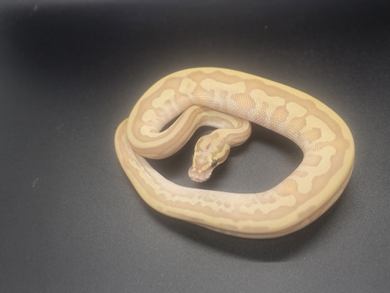 Banana Leopard Lesser Pastel Ball Python by J&T Ball Pythons