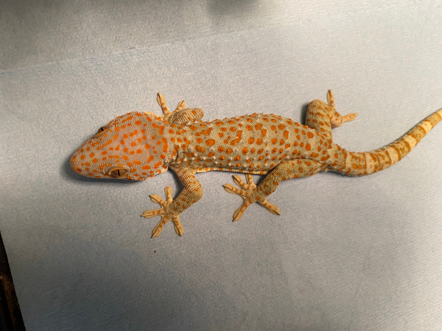 Pos Het Granite/Pied CB Tokay Gecko by Lucky Foot Geckos - MorphMarket