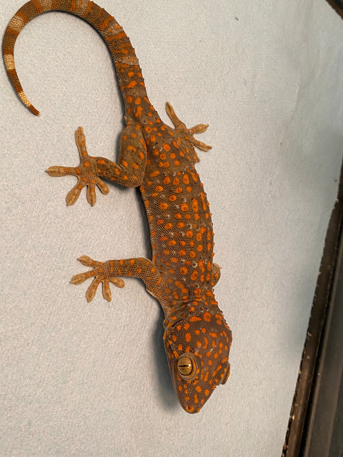 Pos Het Granite/pied CB Tokay Gecko by Lucky Foot Geckos - MorphMarket