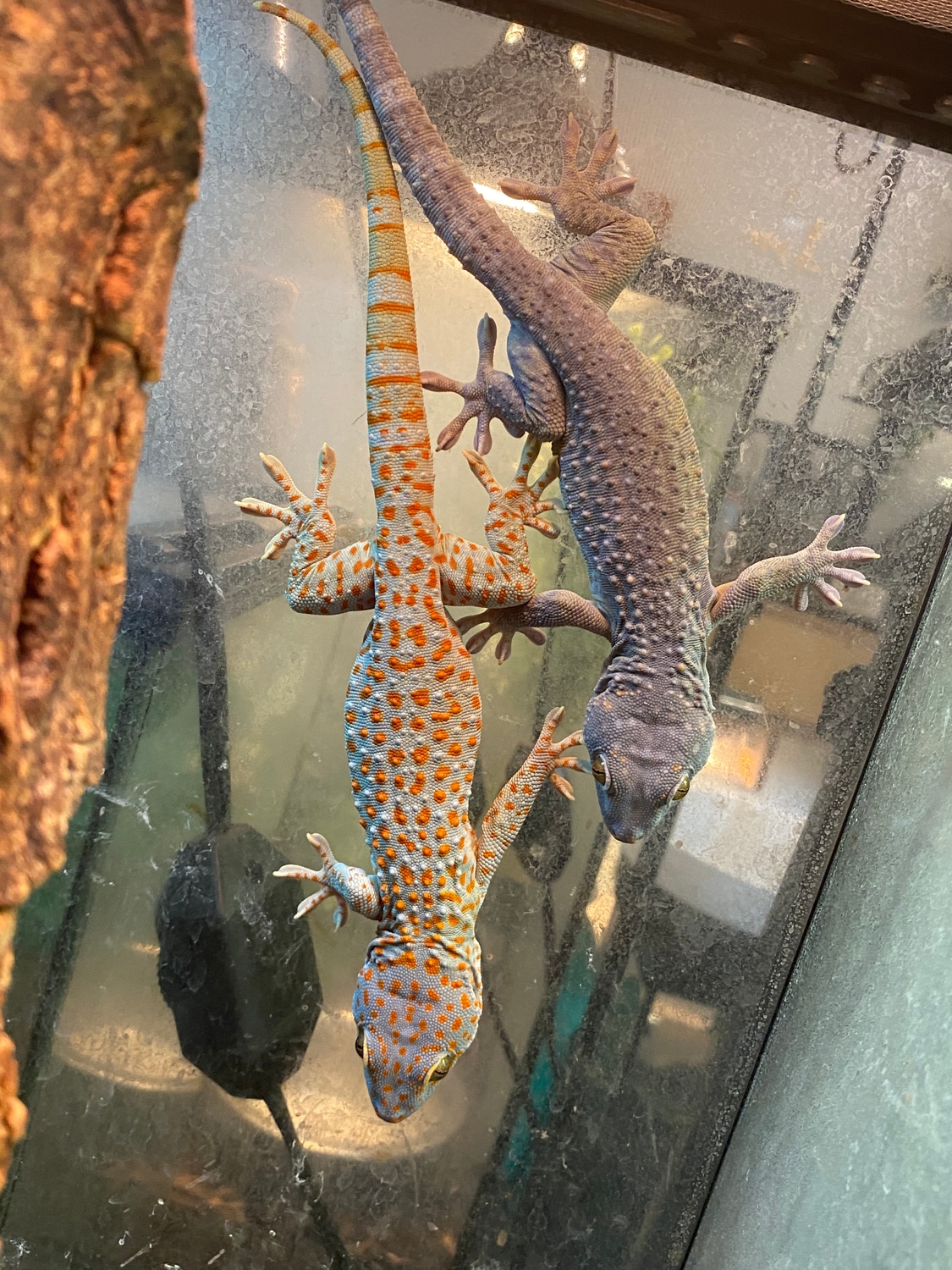 CB Het Granite Pied Gecko Tokay Gecko by Lucky Foot Geckos - MorphMarket