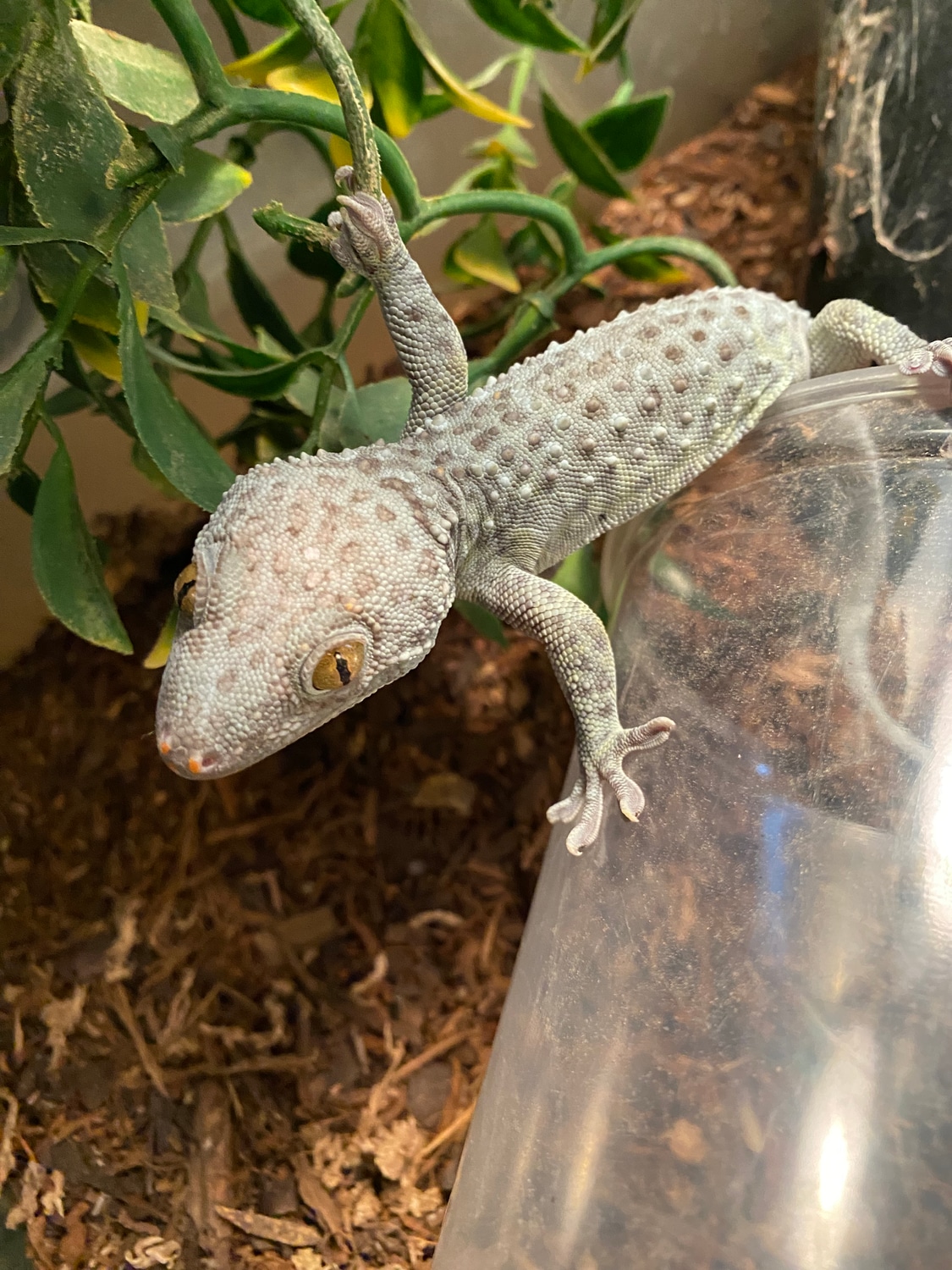 CB Granite . *Rare* Tokay Gecko by Lucky Foot Geckos - MorphMarket