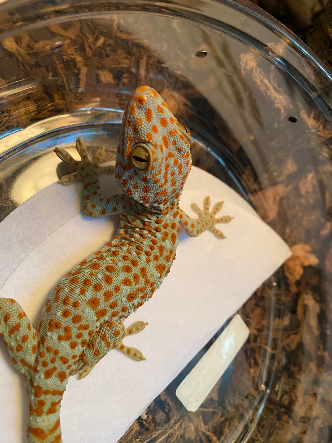 Het Granite/Pied CB Tokay Gecko by Lucky Foot Geckos - MorphMarket