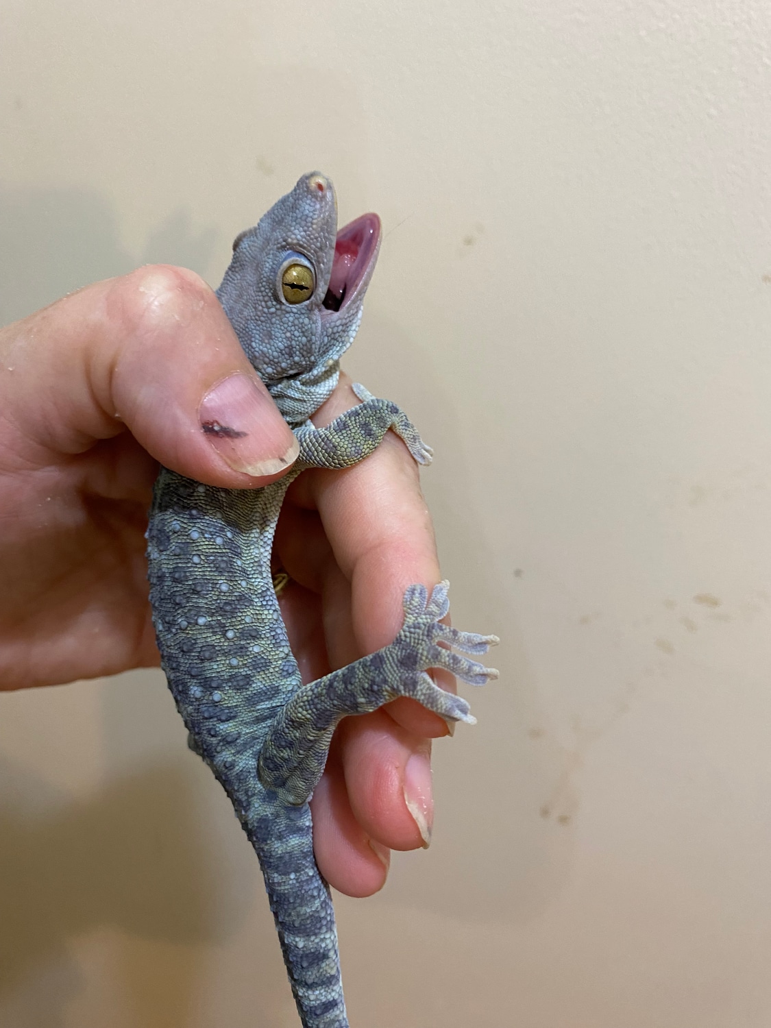 Rare!! Captive Bred Granite Female Tokay Gecko by Lucky Foot Geckos ...