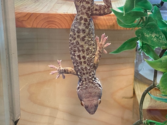 Captive Bred Granite Female Tokay Gecko by Lucky Foot Geckos