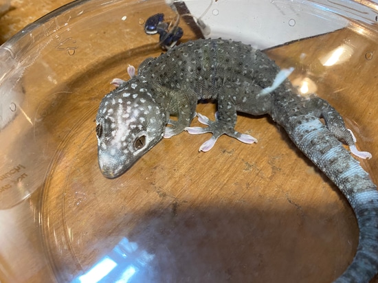 Pied Tokay. Captive Bred Tokay Gecko by Lucky Foot Geckos