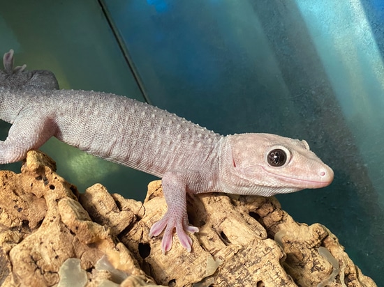CB Pied Female Tokay Gecko by Lucky Foot Geckos