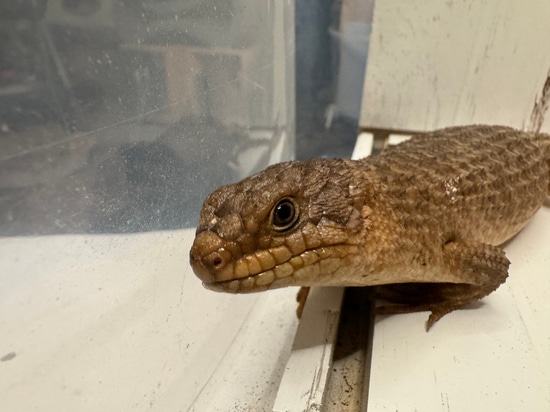 Group Of 3 Gidgee Skinks More Skink by Lucky Foot Geckos