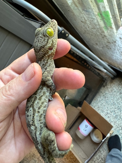 Green Eye Gecko More Gecko by Lucky Foot Geckos