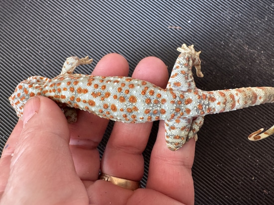 Het Candy / Het Pied Oddball Tokay Gecko by Lucky Foot Geckos