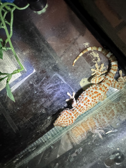 Het Granite/Pied Tokay Gecko by Lucky Foot Geckos