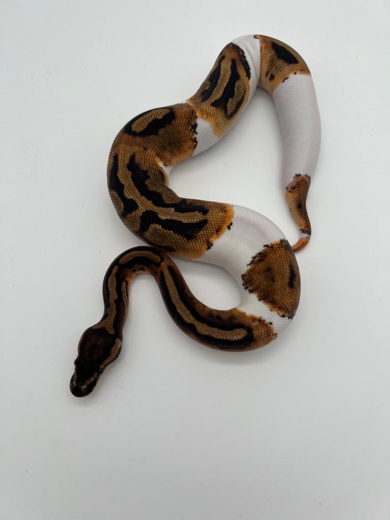 Piebald Ball Python by Black Forest Royals - MorphMarket
