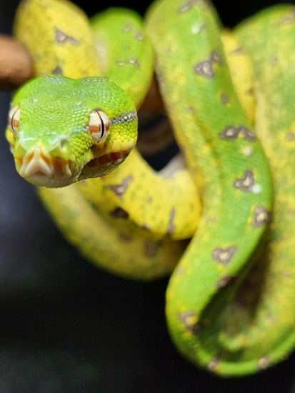 USCBB Misol/aru Green Tree Python by Lucky Leviathans