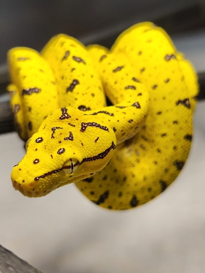 USCBB Misol/aru - Captain Jack X Gem Green Tree Python by Lucky Leviathans