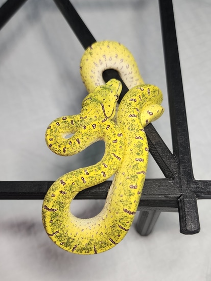 USCBB Misol/Aru Green Tree Python by Lucky Leviathans