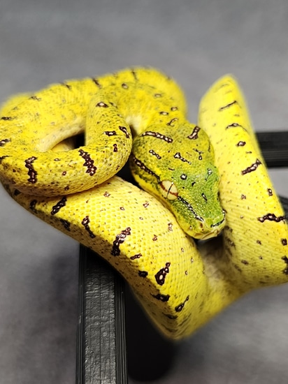 USCBB Misol/aru LL.22.02 Green Tree Python by Lucky Leviathans
