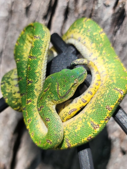 USCBB Misol/Aru Green Tree Python by Lucky Leviathans