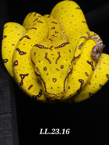 23 USCBB Aru/merauke X Jayapura Green Tree Python by Lucky Leviathans