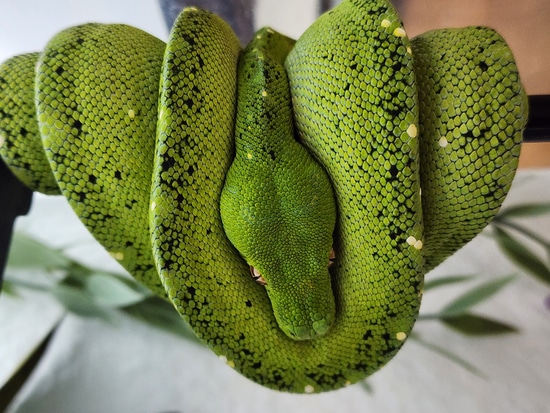 USCBB '22 Female Designer Outcross Green Tree Python by Lucky Leviathans