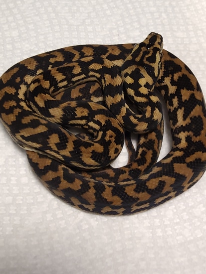 '24 Reduced Pattern Hamper X Hamper Jungle Carpet Python by Lucky ...