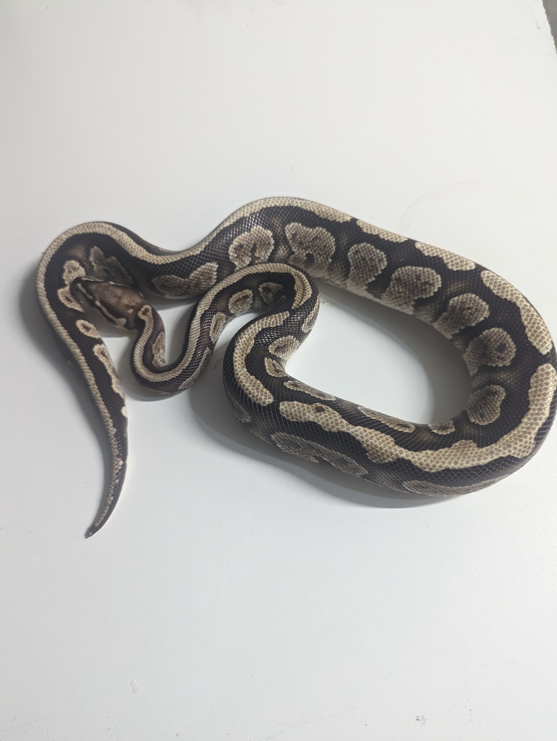Chocolate Fire Ball Python by Luckylicksexotics - MorphMarket