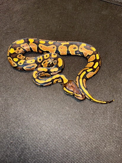 OD YB Redstripe Ball Python by Lucky Licks Exotics