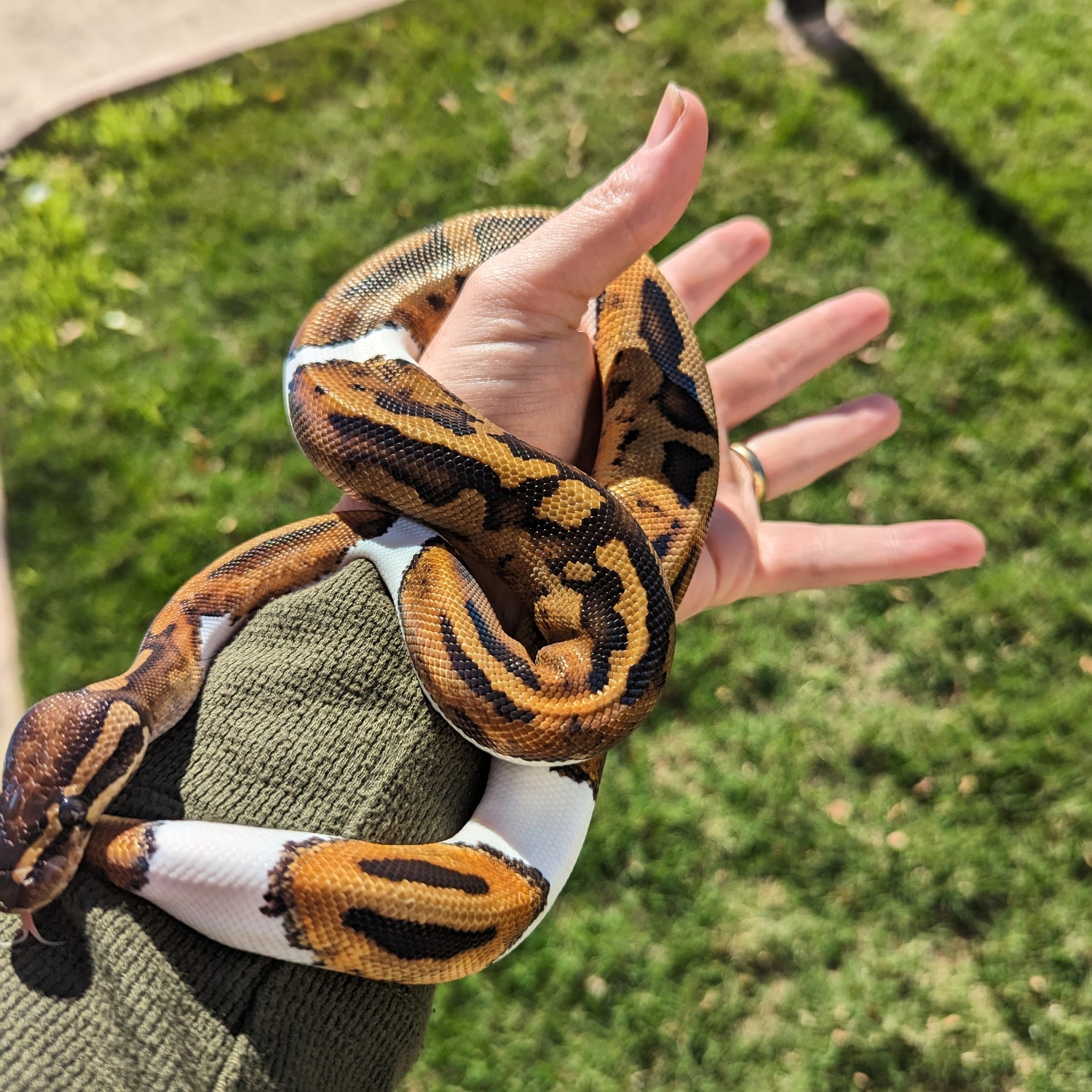 Leo Pied Dbl Het DG Clown Ball Python by Luckylicksexotics - MorphMarket