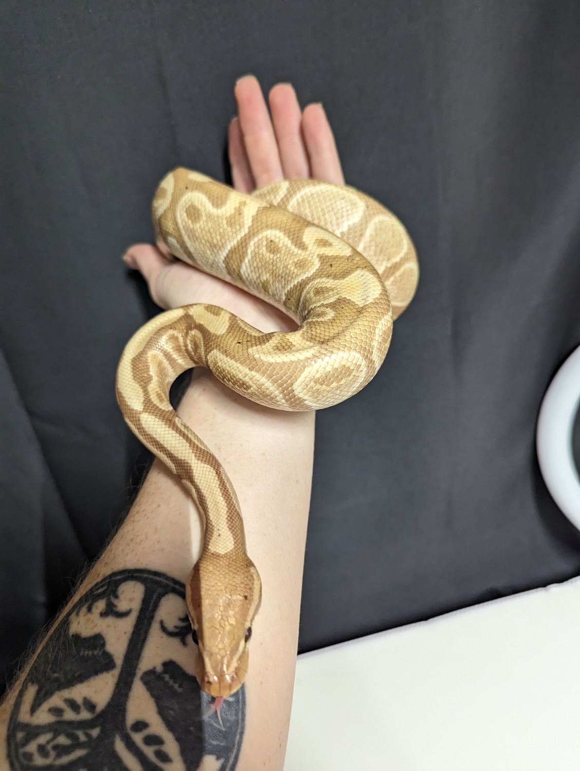 Banana Cinnamon Het Clown Ball Python by Luckylicksexotics - MorphMarket