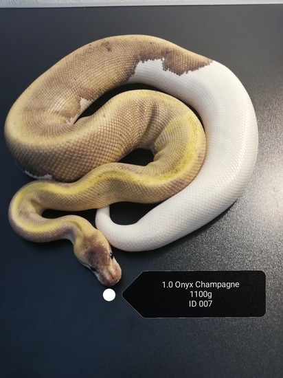 Onyx Champagne Ready To Breed Ball Python by Lucky Pied