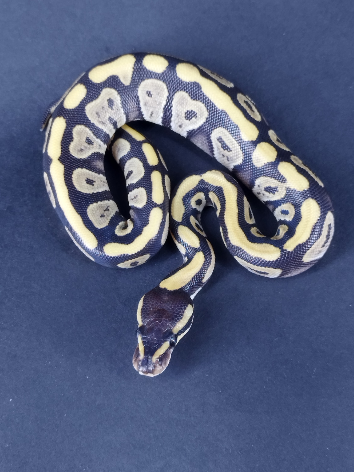 Mojave Desert Ghost Ball Python by Luckypythons - MorphMarket