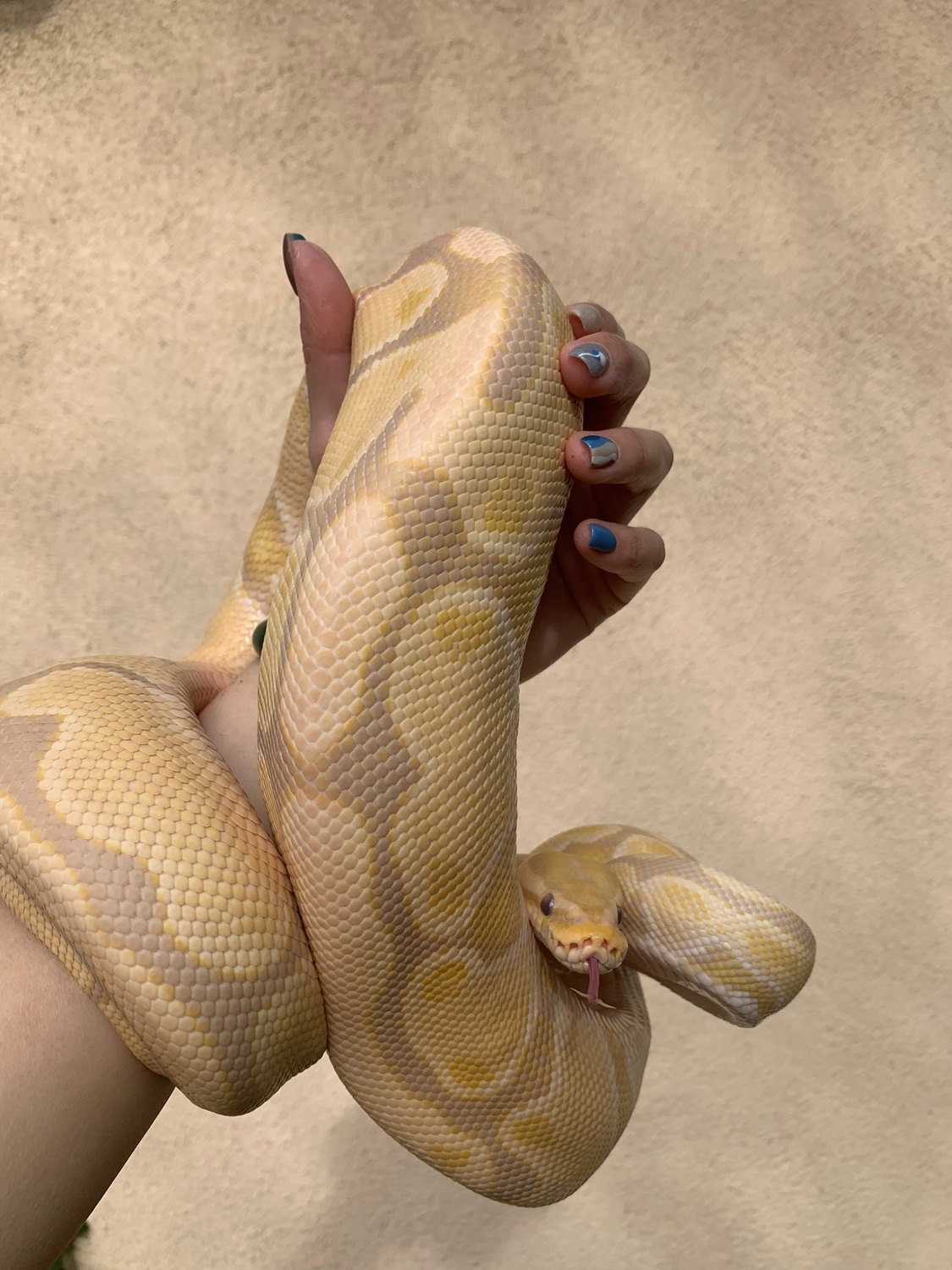 Toffino Ball Python by Glacier Reptiles - MorphMarket