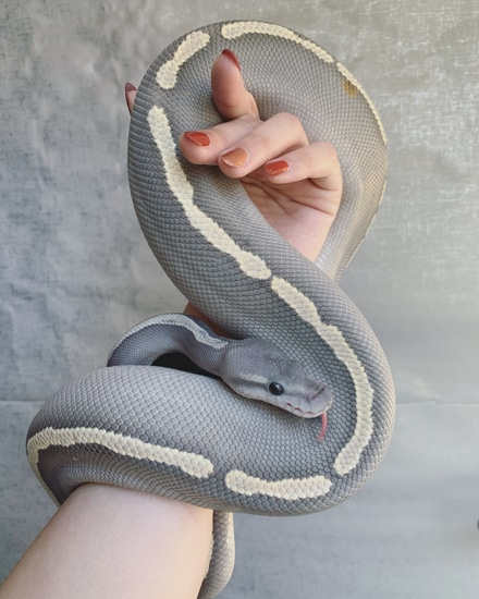 GHI Hypo Mojave Paradox Ball Python by Glacier Reptiles