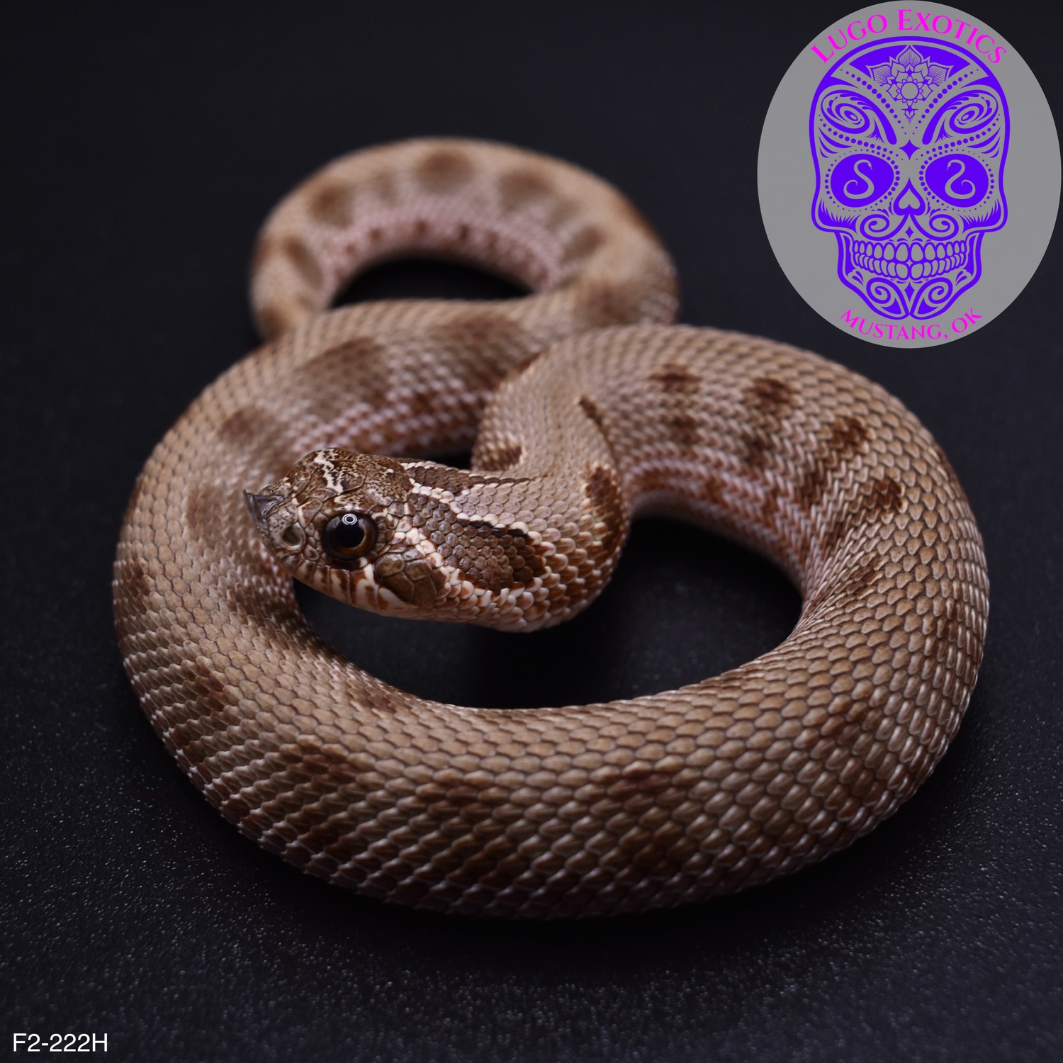 Conda Pos Het Lavender F2-222H Western Hognose by Lugo Exotics ...