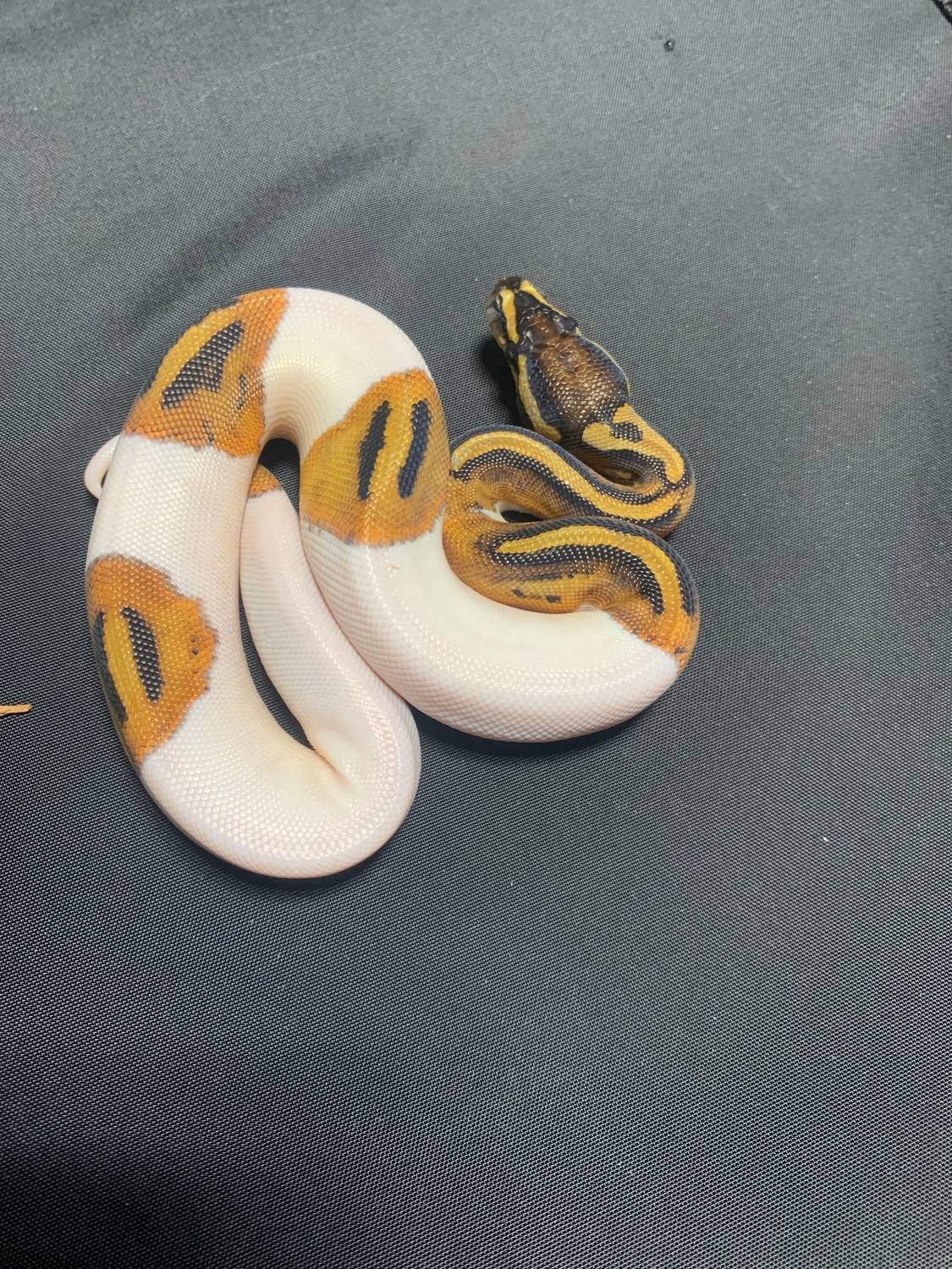 Pied 🇨🇦 Ball Python by Hyper Morphic Reptiles - MorphMarket