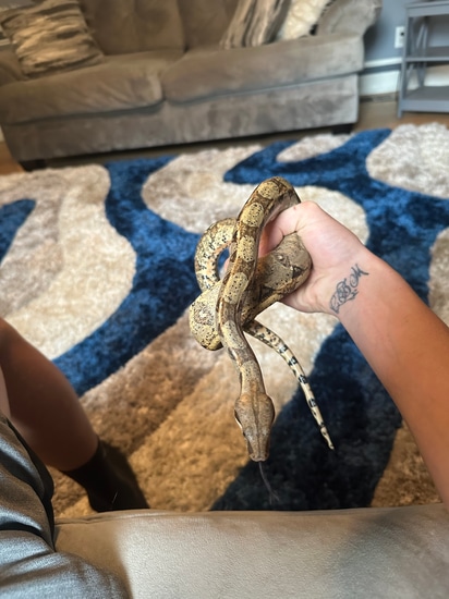 Hog Island Boa Boa Constrictor by Maso’s pythons and boas