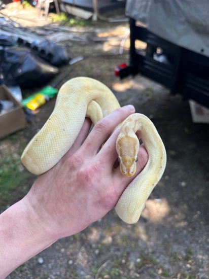 Banana Pastel Ball Python by Maso’s pythons and boas