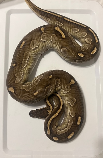 Blackhead Lesser Hydra Ball Python by K&L Reptiles