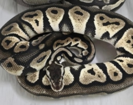 Pastel Black Head Hydra Ball Python by K&L Reptiles