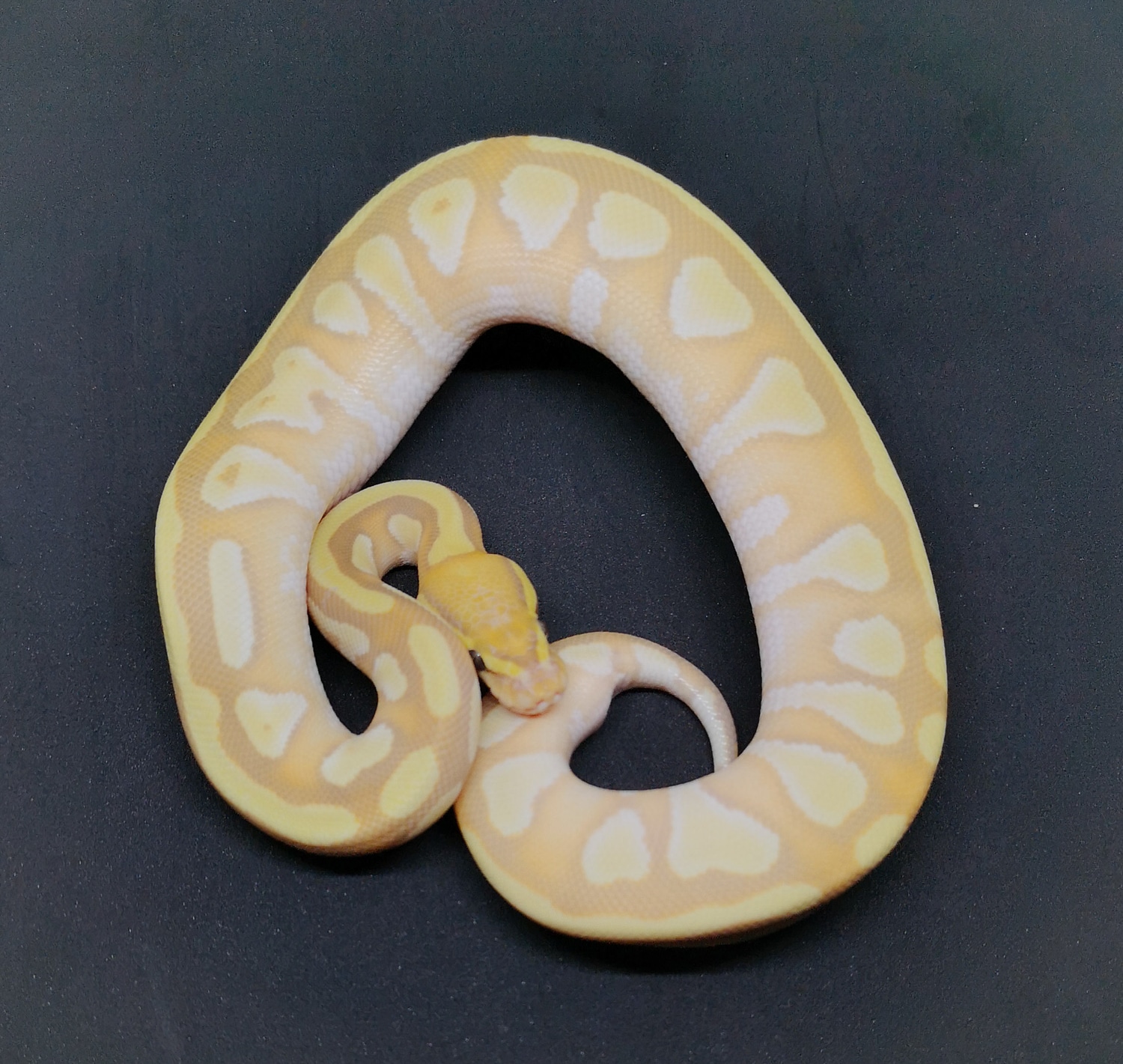 Banana Mojave Ball Python by LuigiMoroniReptiles - MorphMarket