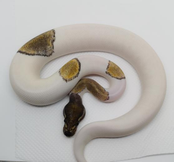 Pied Mojave 66% Het Candy Ball Python by LuigiMoroniReptiles - MorphMarket